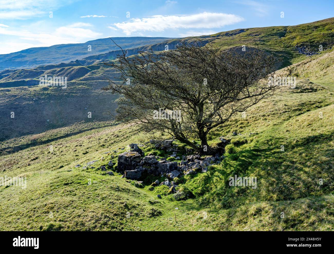 Lone Hawthorn tree growing at a spring site at Herbert's Quarry in the ...