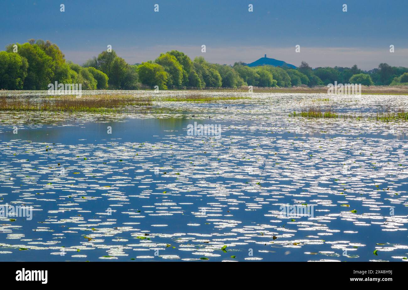 Low sunlight on a shallow lake with Water Lily leaves at Shapwick Heath ...