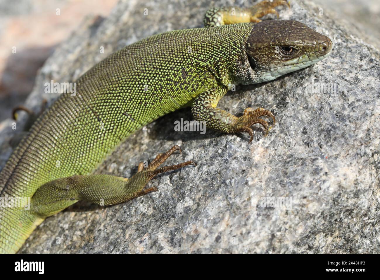 Green lizard lacerta viridis in summer garden. Small reptile outdoor ...