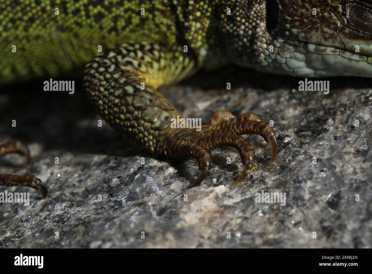 Green lizard lacerta viridis in summer garden. Small reptile outdoor ...