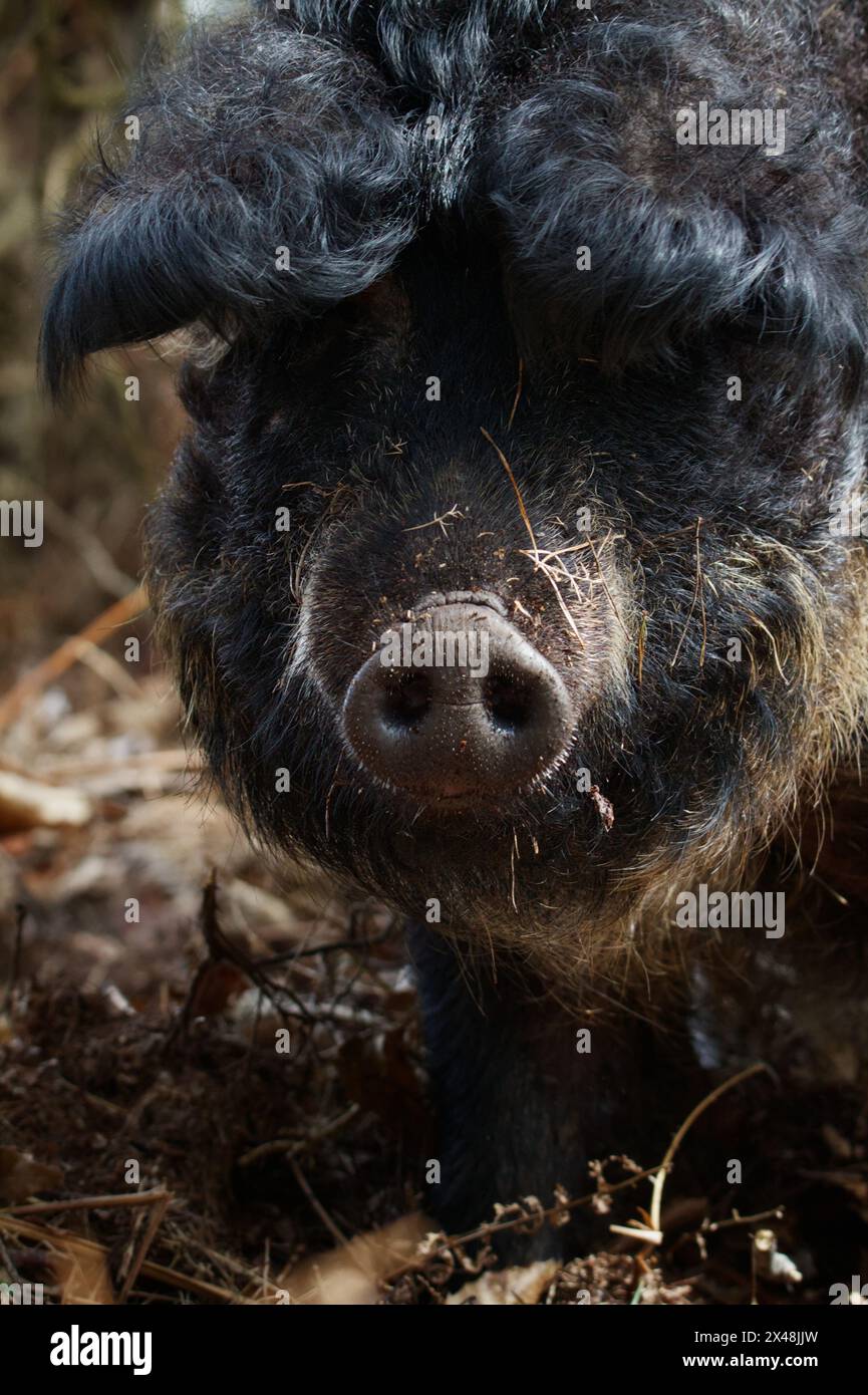 Close-up Of The Snout And Head Of A Swallow-bellied Woolly Hairy ...
