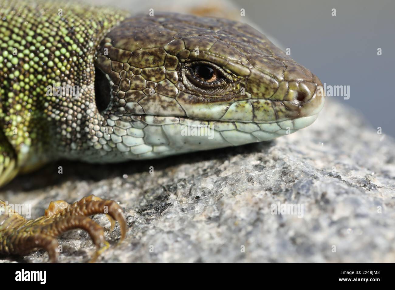 Green lizard lacerta viridis in summer garden. Small reptile outdoor ...