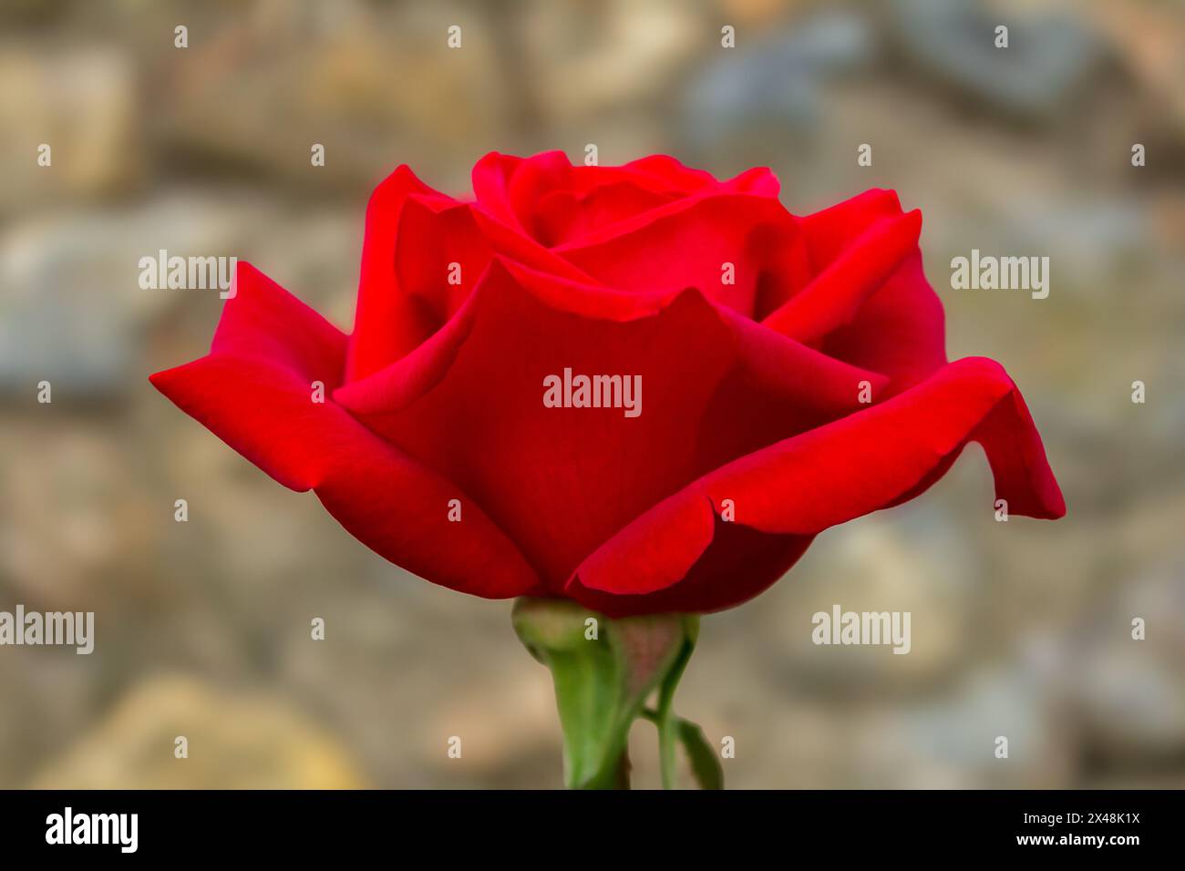 Single Red Rose Stock Photo - Alamy