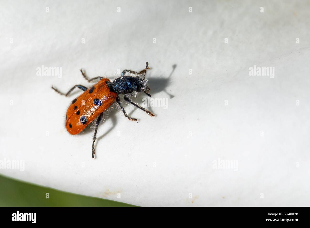Checkered beetles hi-res stock photography and images - Alamy