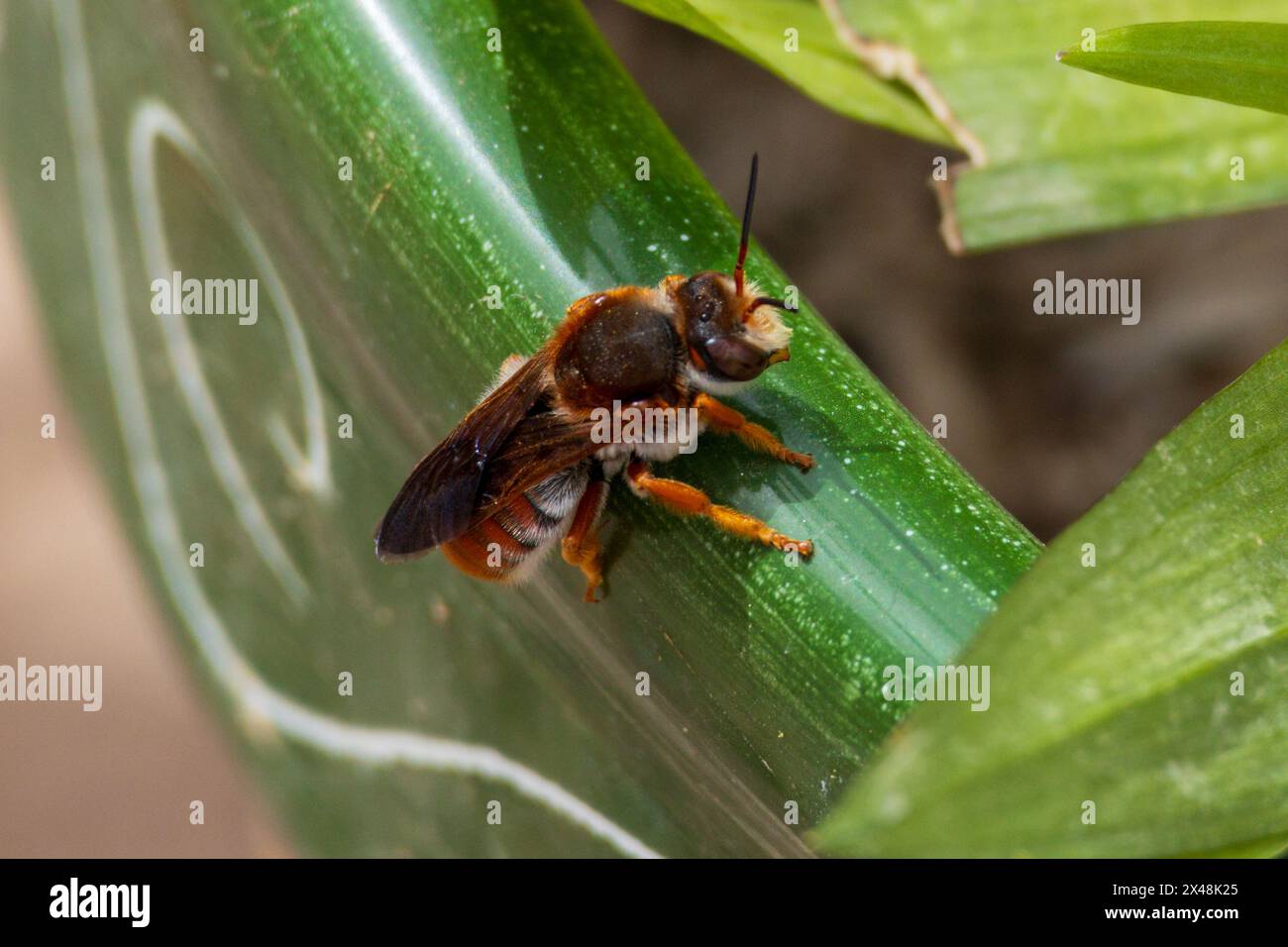 Rhodanthidium sticticum, Spotted Red-Resin Bee Stock Photo - Alamy