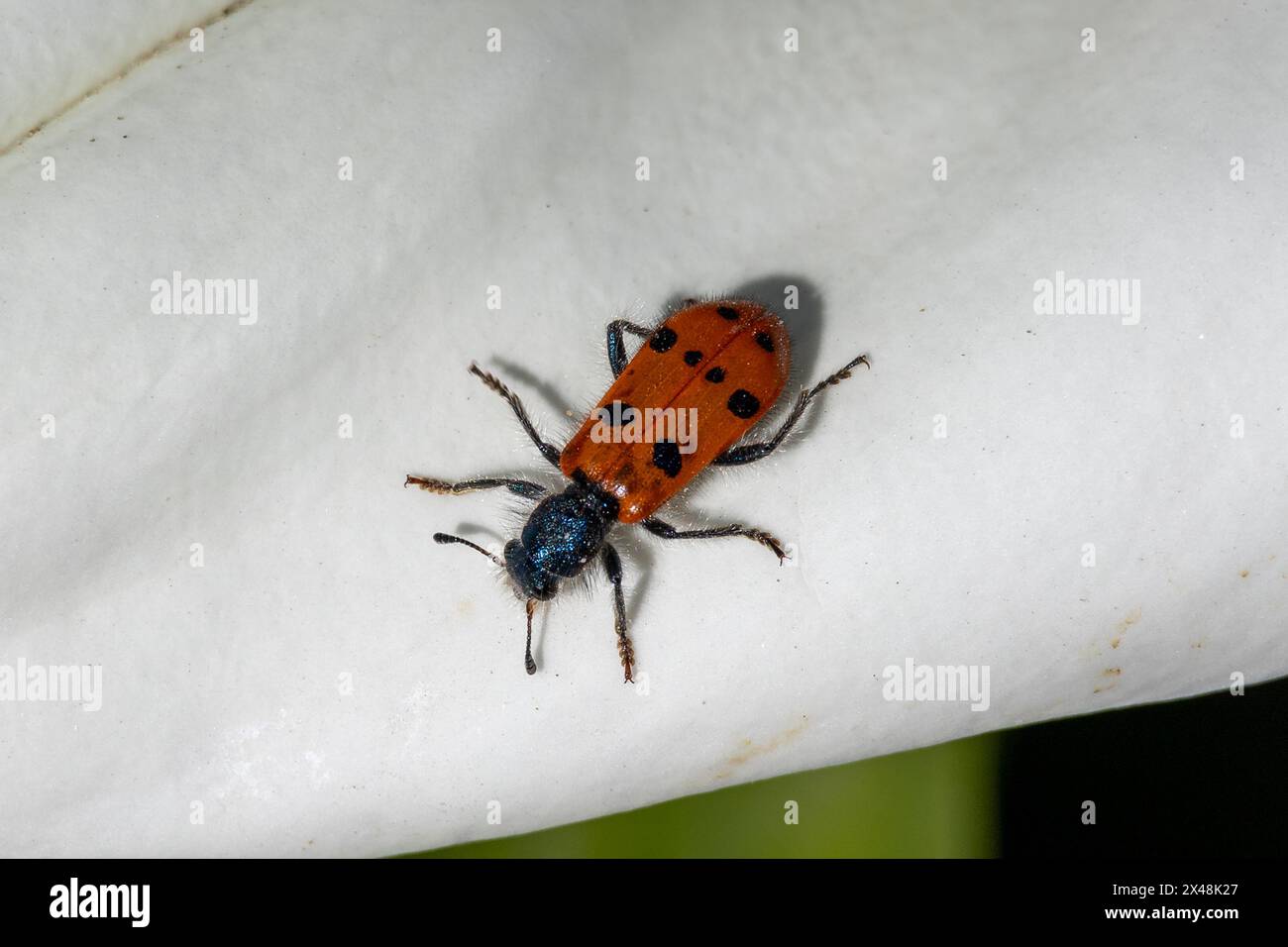 Trichodes octopunctatus, Checkered Beetle Stock Photo - Alamy