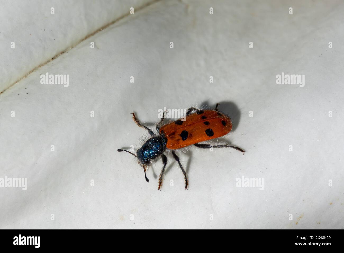 Cleridae checkered beetle beetles hi-res stock photography and images ...