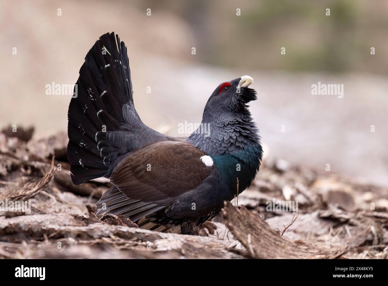 The male western capercaillie (Tetrao urogallus), in a forest in the ...