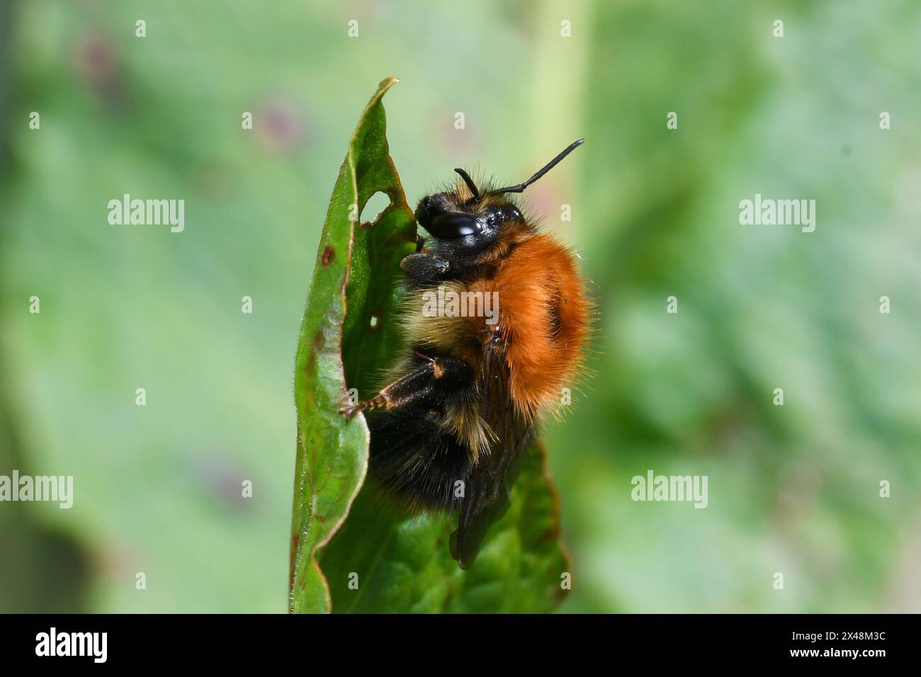 A carder bumblebee (Bombus sp) resting on a leaf. Silksworth ...