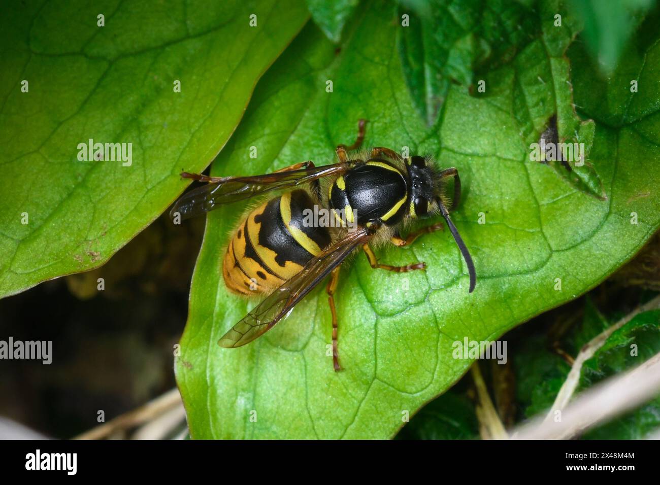 A queen wasp (unknown species) rests on a leaf. Taken at Tunstall Hills ...