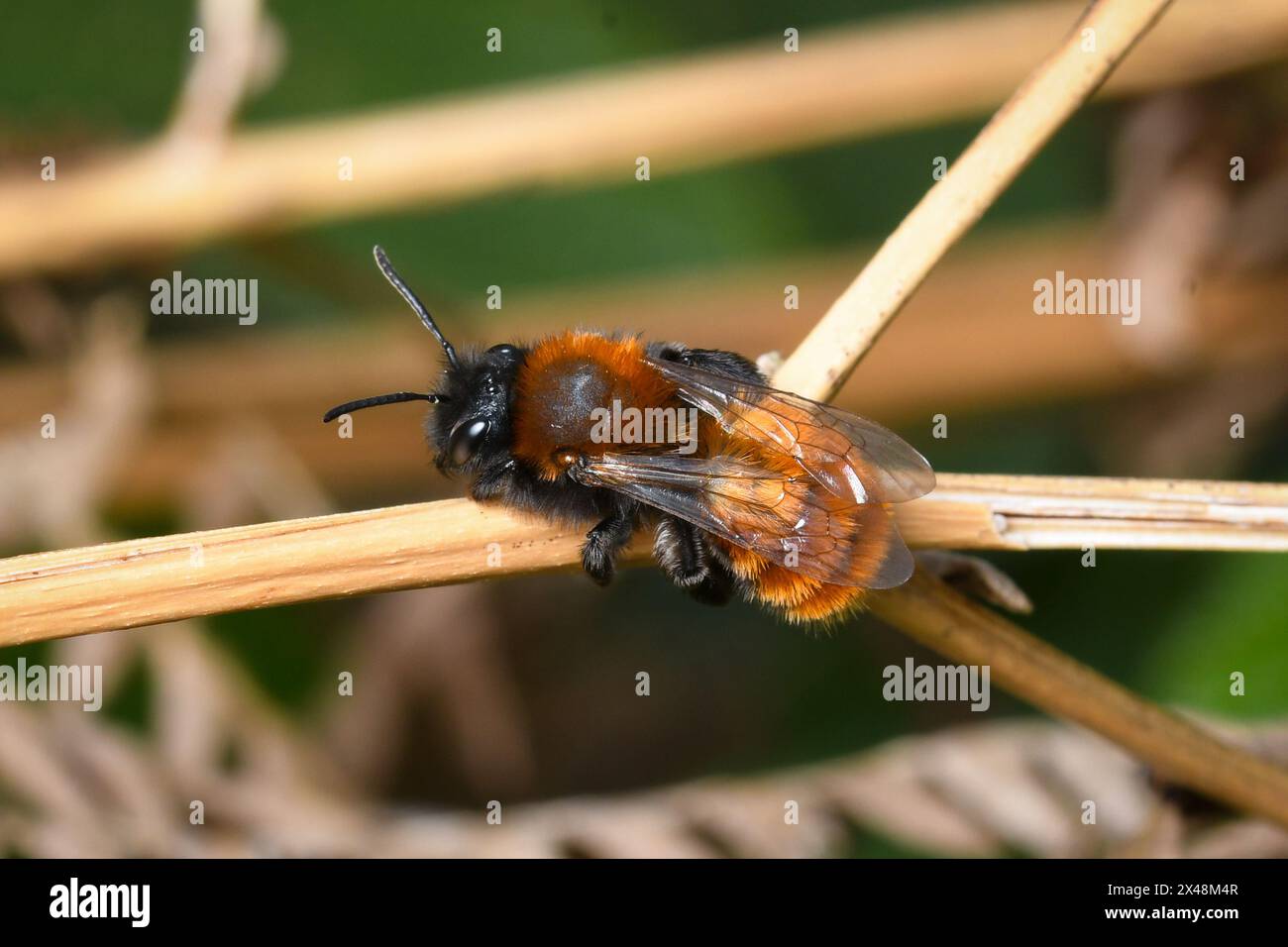 A beautifully coloured tawny mining bee female (Andrena Fulva). Taken ...