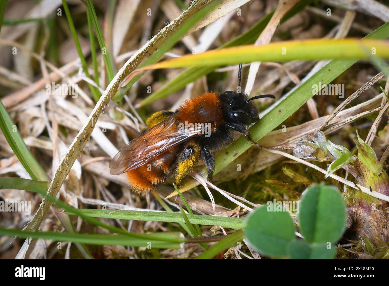 A beautifully coloured tawny mining bee female (Andrena Fulva). Taken ...