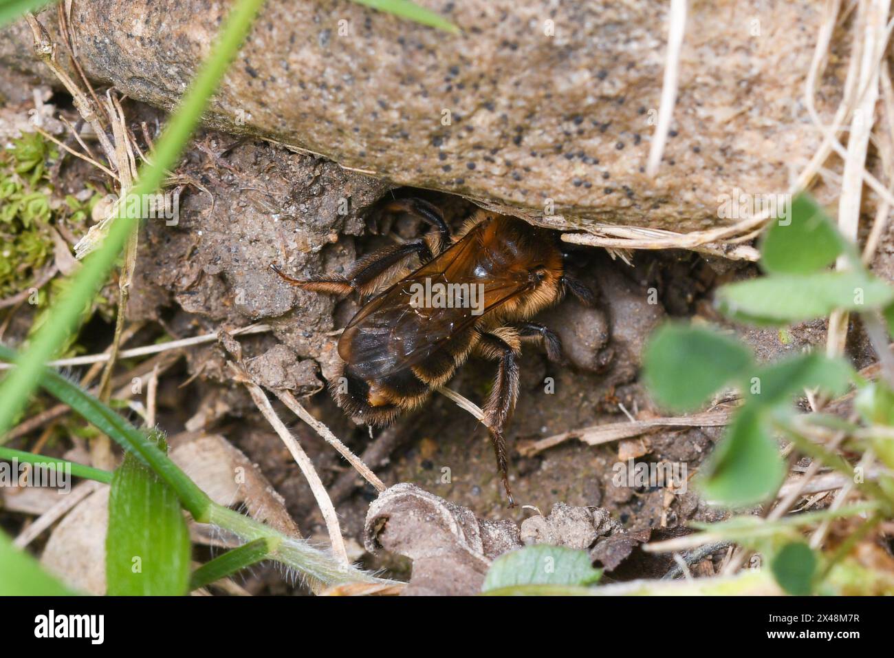 An unfortunate solitary bee infected with a Strepsipteran parasite ...