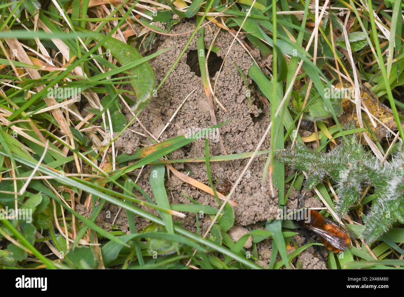 A female tawny mining bee (Andrena fulva) returning to her underground ...