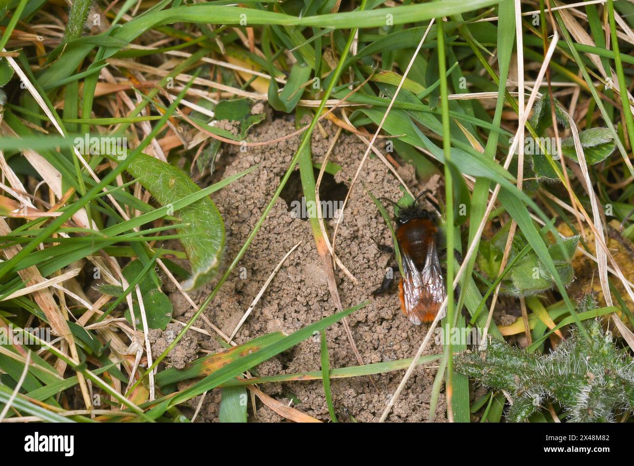 A female tawny mining bee (Andrena fulva) returning to her underground ...