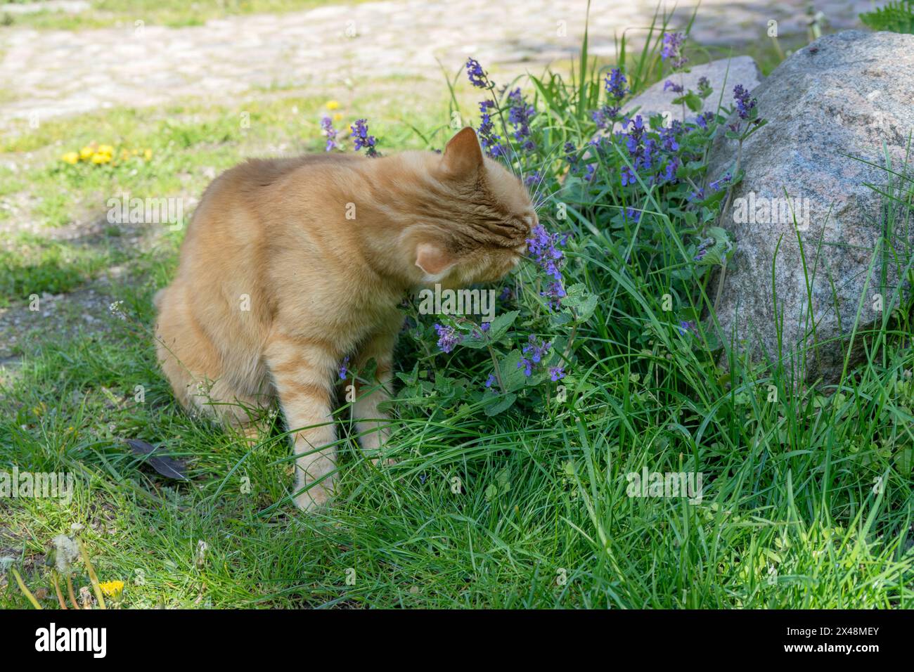 Red tabby tomcat eats flowering catnip Stock Photo - Alamy