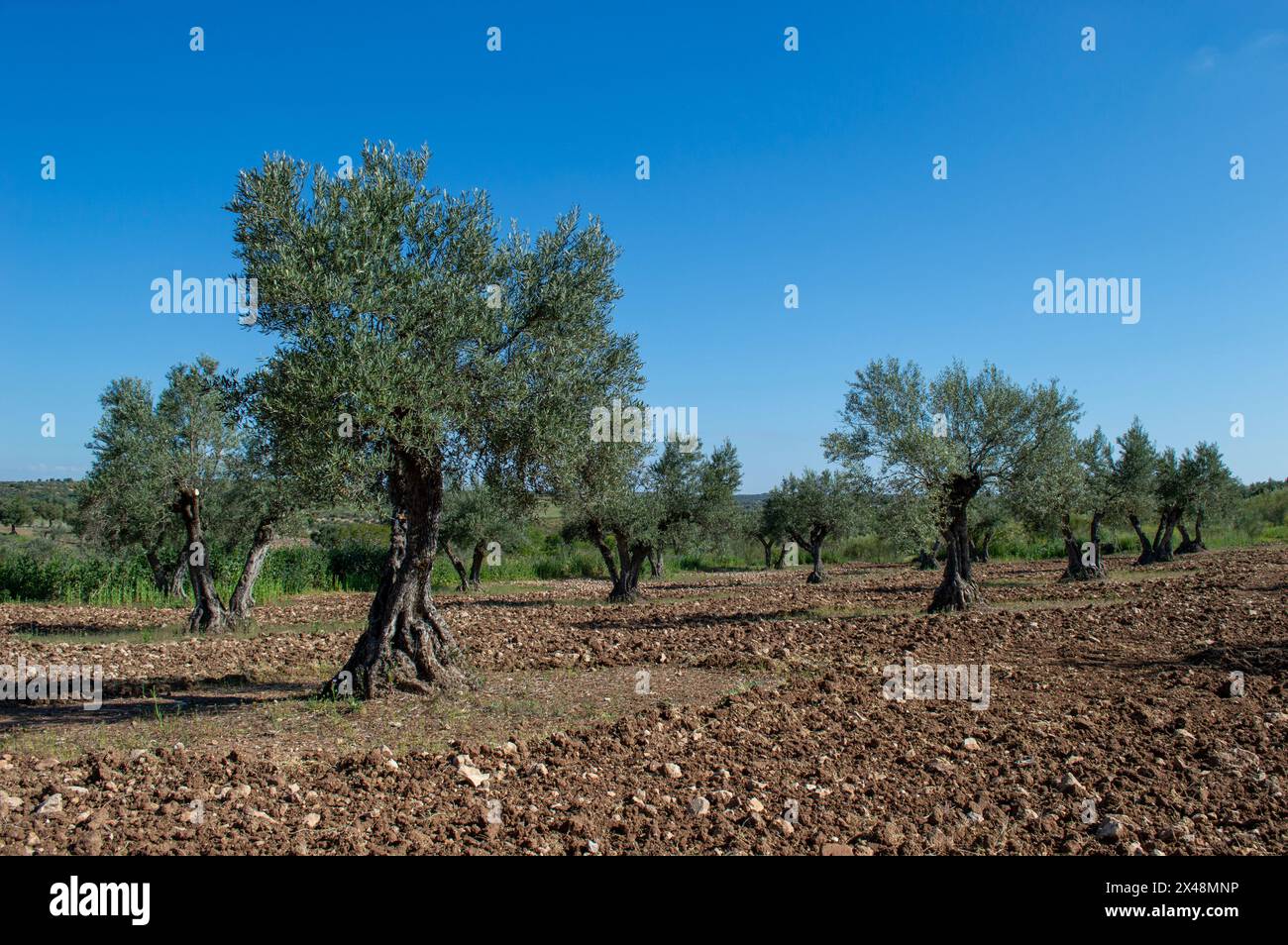 Spanish olive grove landscape Stock Photo - Alamy