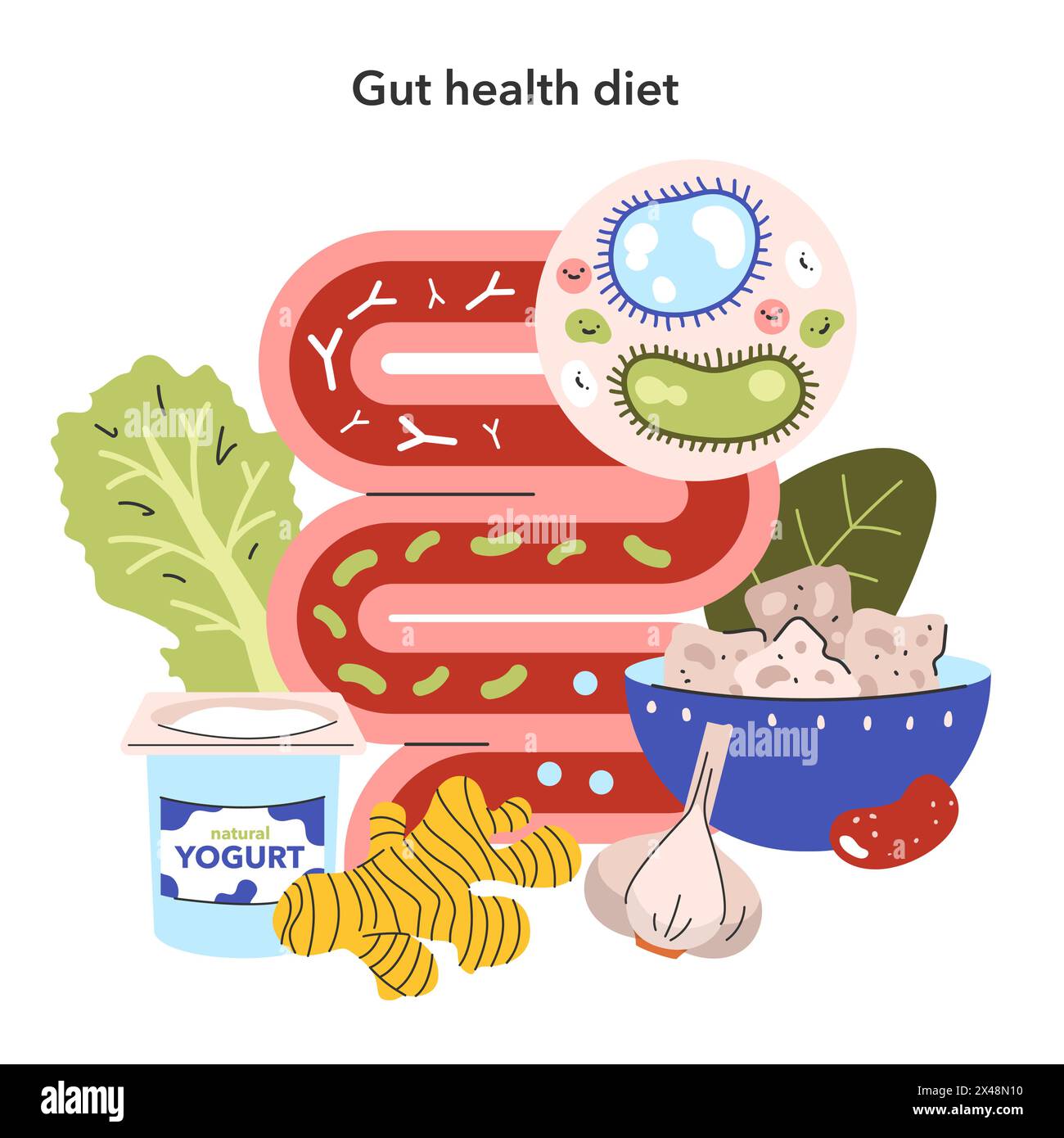 Gut Health Diet concept. Nutritional elements supporting digestive ...