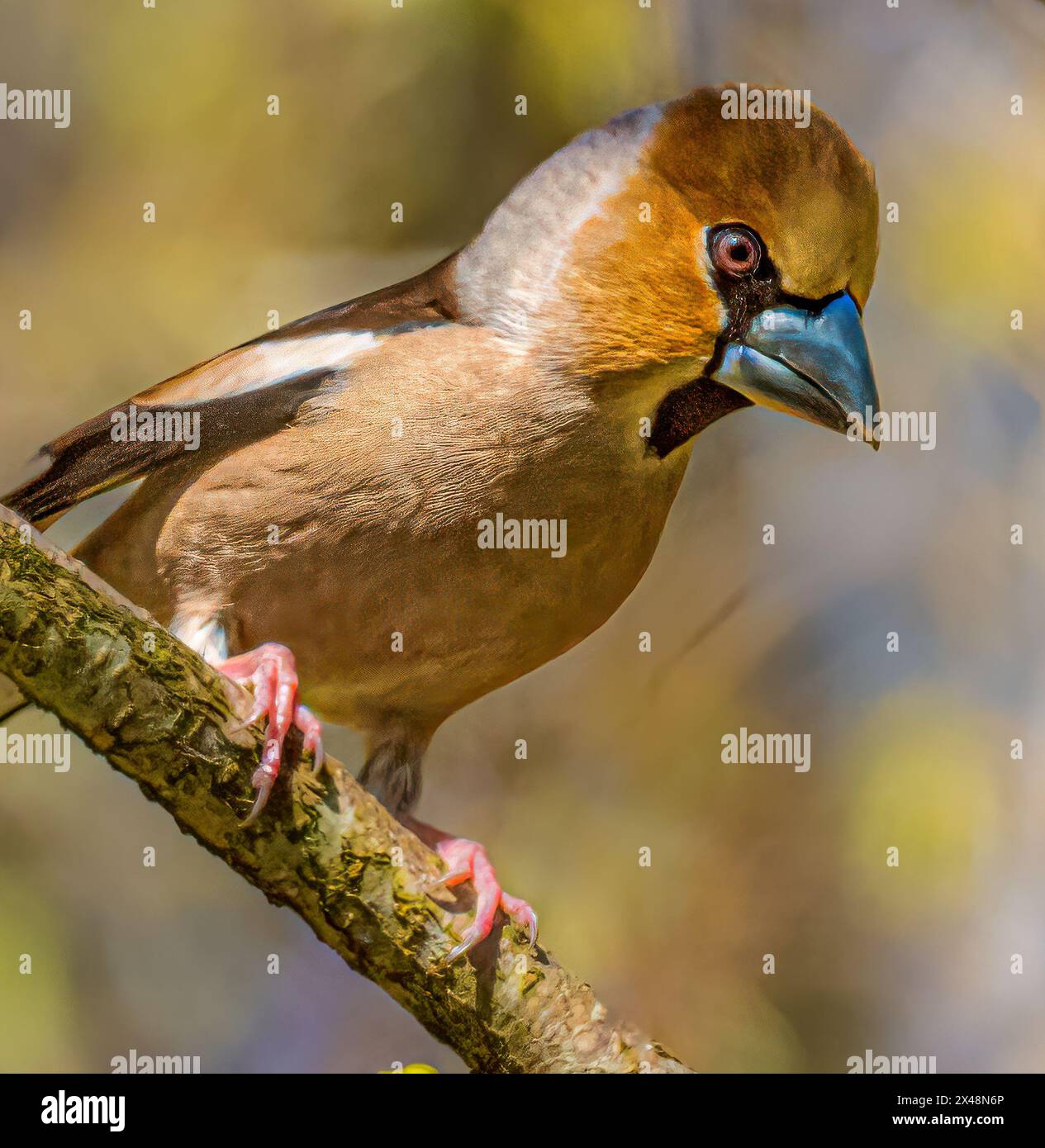 Smafugler hi-res stock photography and images - Alamy