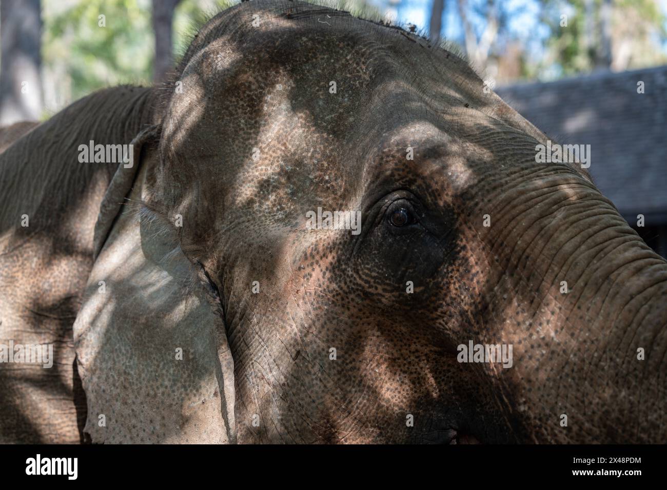 A portrait of an Asian elephant taken in Luang Prabang, Southeast Asia ...