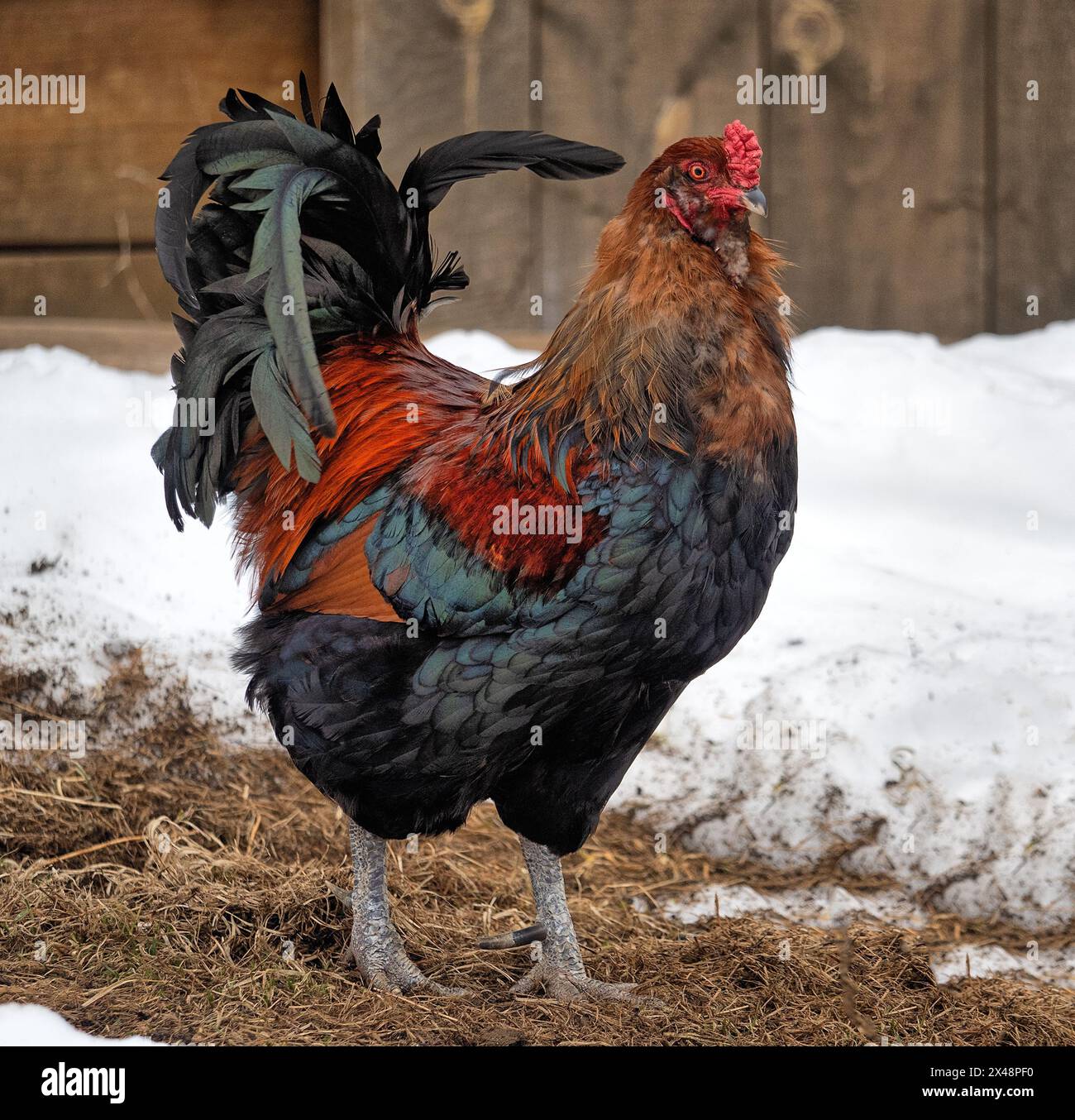 Rooster, male chicken, Gallus gallus domesticus is a large and round ...