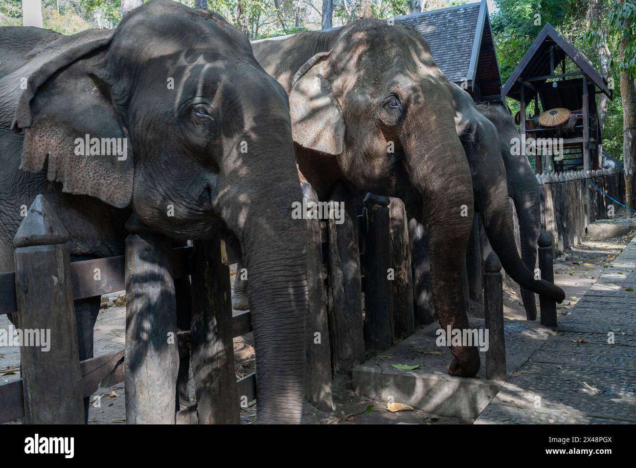 A portrait of an Asian elephant taken in Luang Prabang, Southeast Asia ...