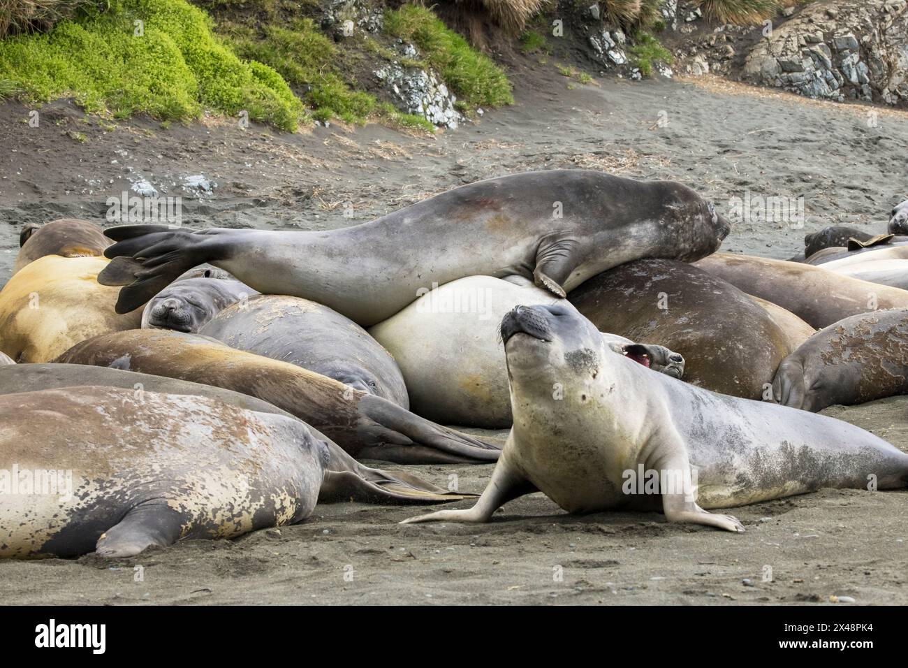 Southern elephant seals (Mirounga leonina) moulting on the beach of ...