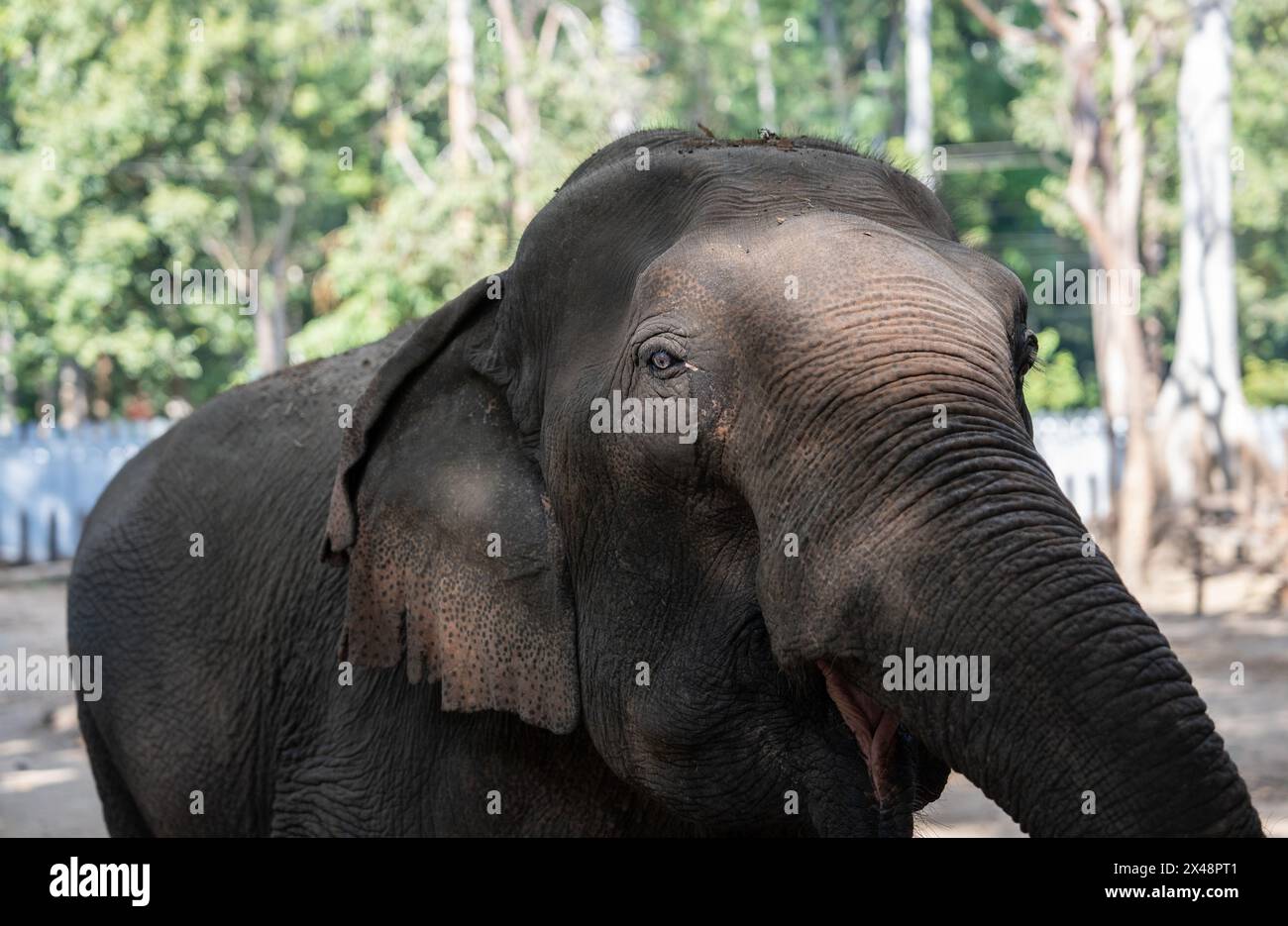 A portrait of an Asian elephant taken in Luang Prabang, Southeast Asia ...