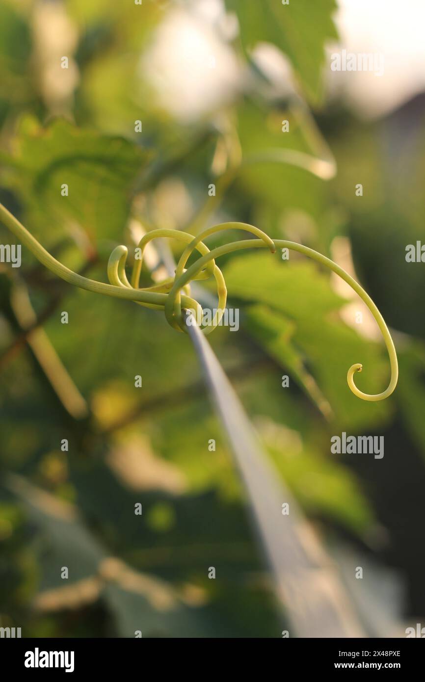 A vine wrapped around a wire Stock Photo - Alamy
