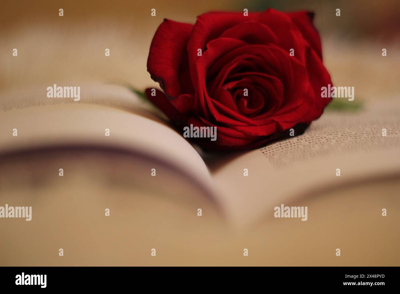Rose and book hi-res stock photography and images - Alamy
