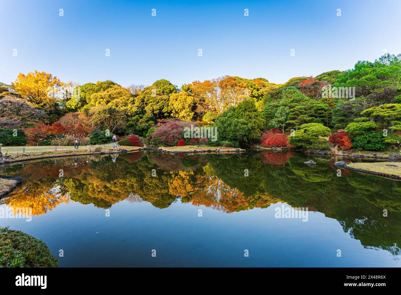 Maple Tree Avenue at Koishikawa Botanical Garden Stock Photo - Alamy