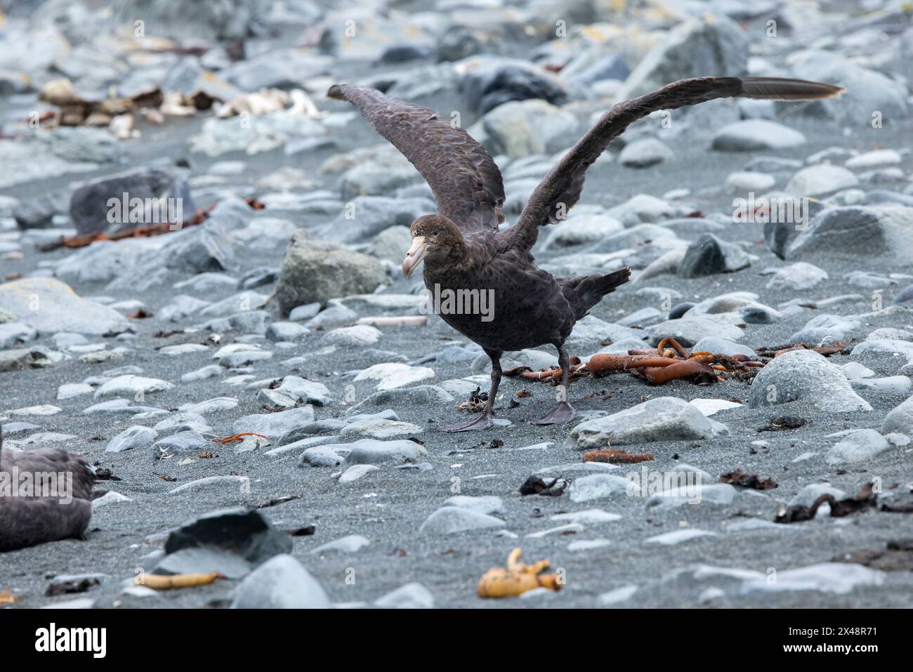 Southern giant petrel (Macronectes giganteus) on the beach of Macquarie ...
