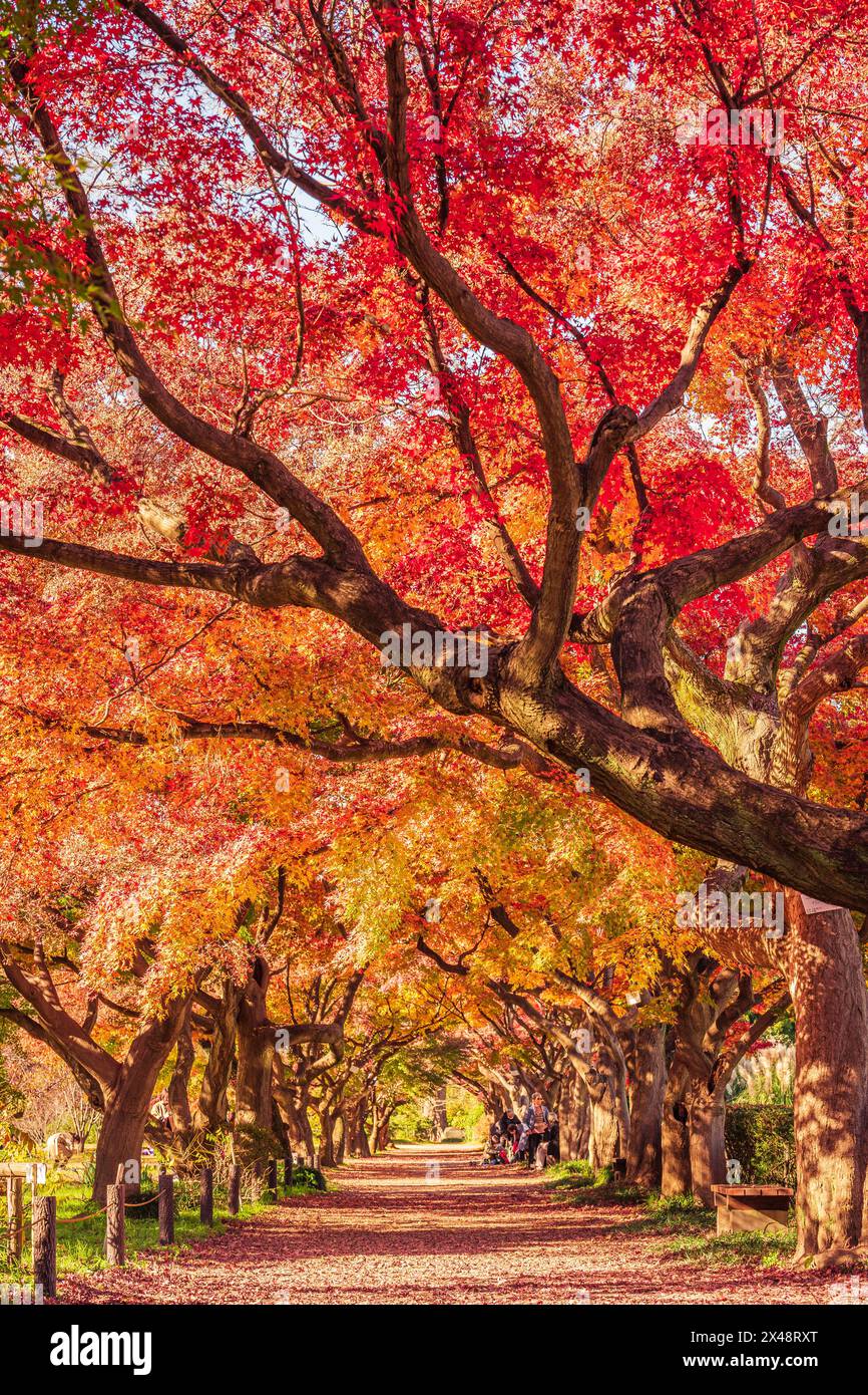 Maple Tree Avenue at Koishikawa Botanical Garden Stock Photo - Alamy