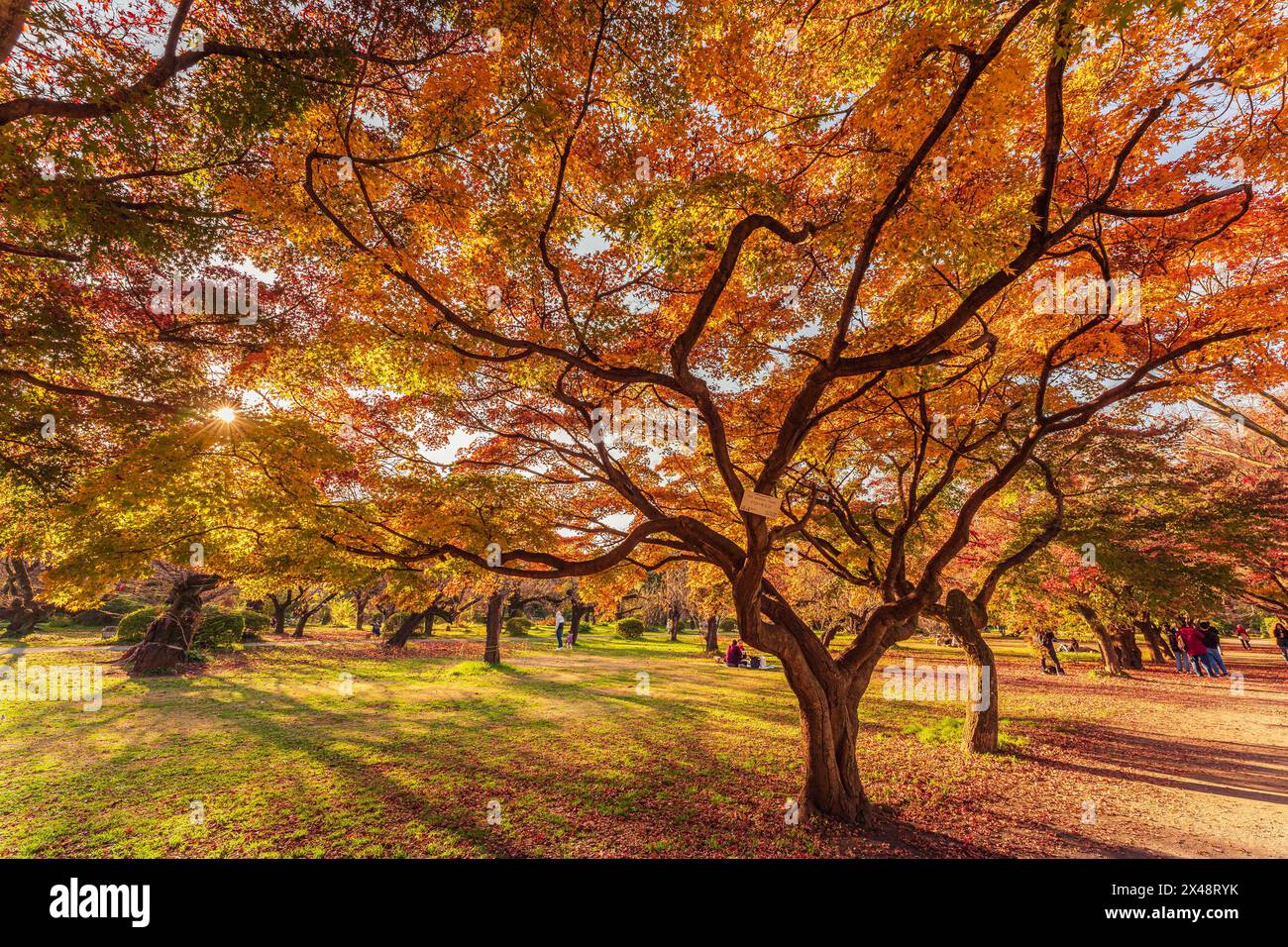 Maple Tree Avenue at Koishikawa Botanical Garden Stock Photo - Alamy
