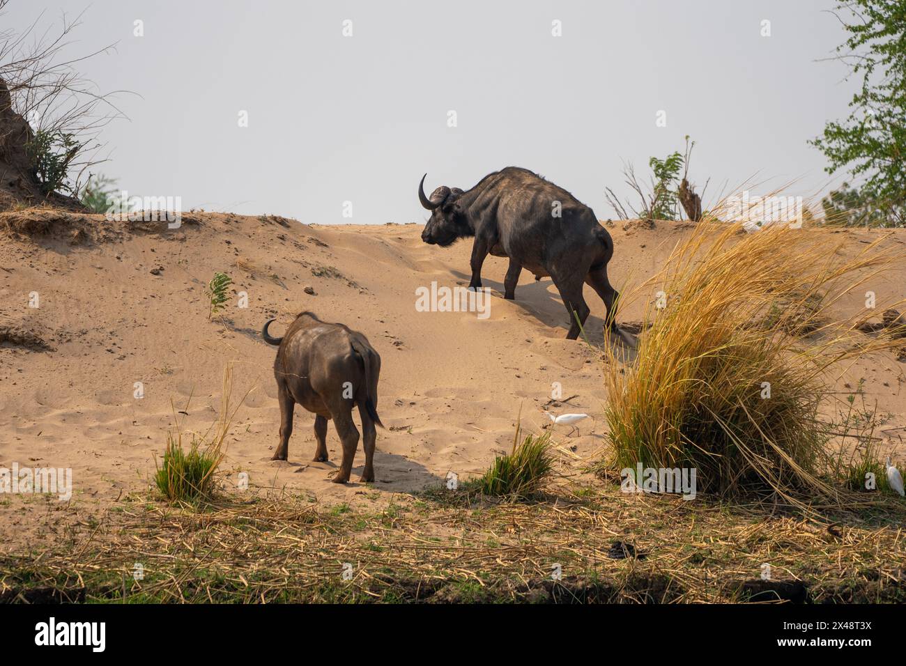 African buffalo (Syncerus caffer) Cape buffalo, is a large sub-Saharan ...