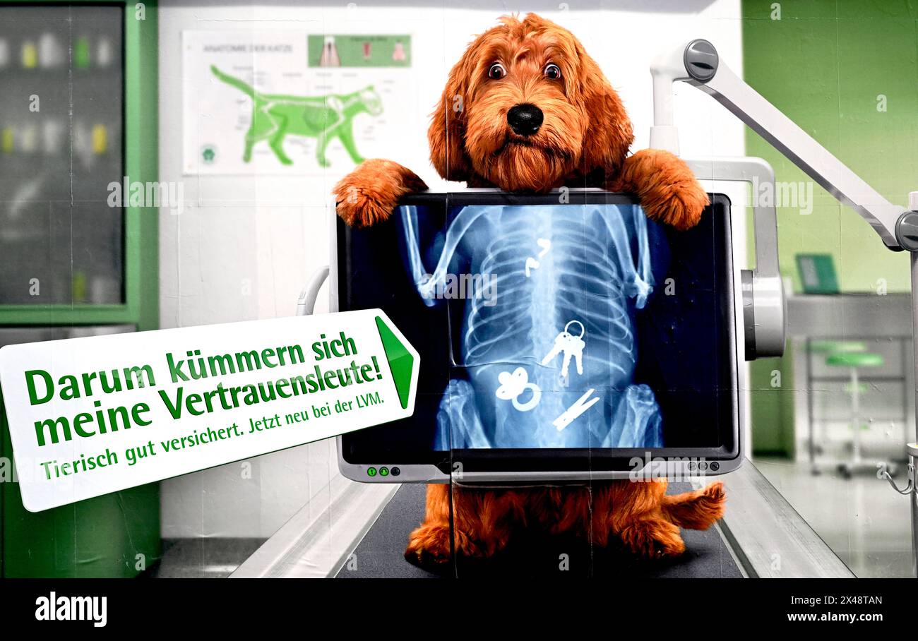 Poster advertising for medival insurance for pets with a dog looking ...