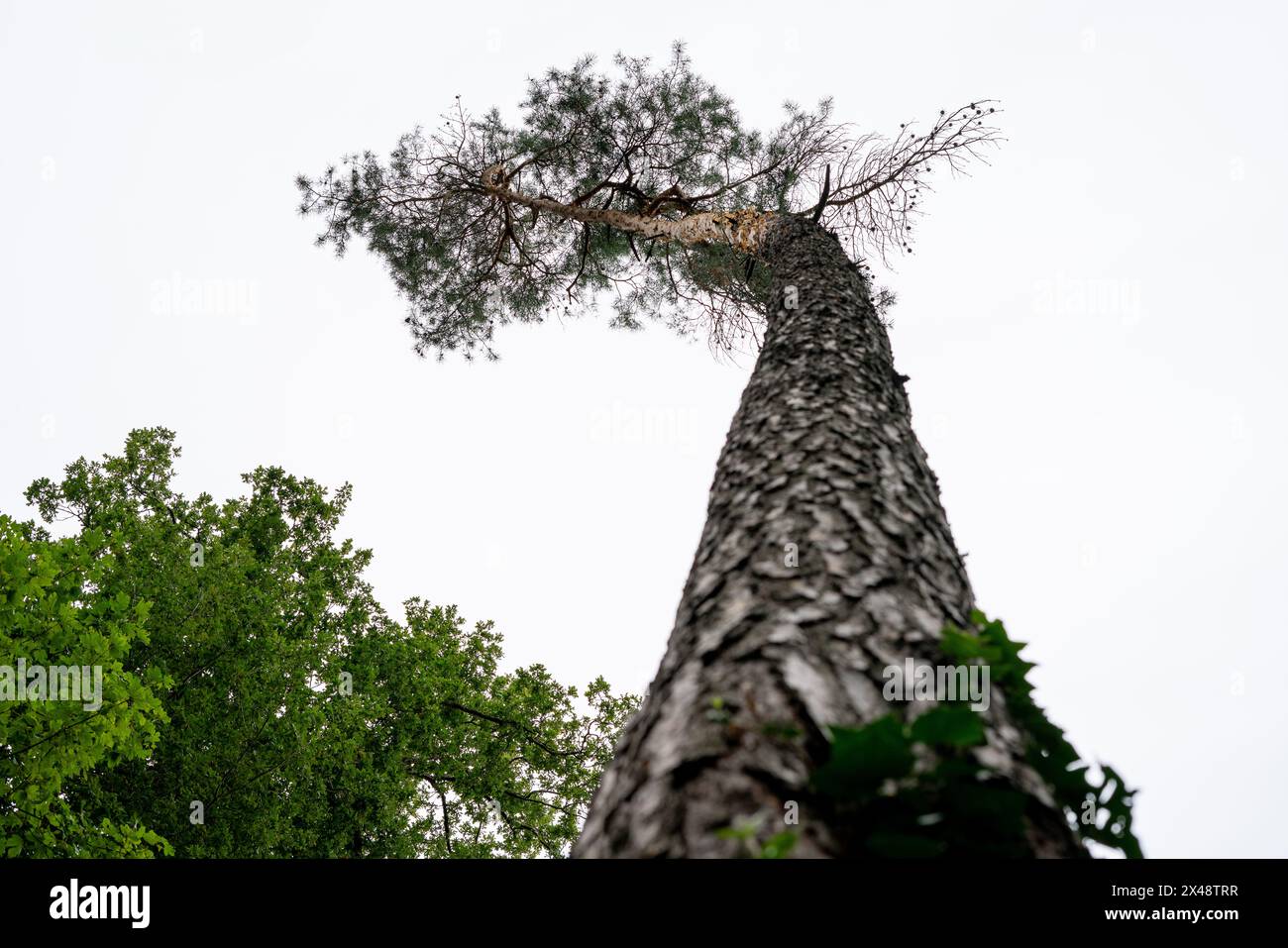 Bent tree. The trunk makes a curve in the upper part. Worms eye view ...