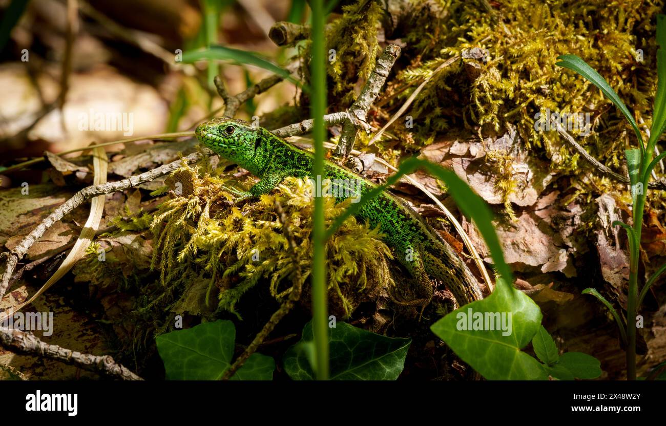 A green lizard, a scaled reptile known as a wall lizard from the ...
