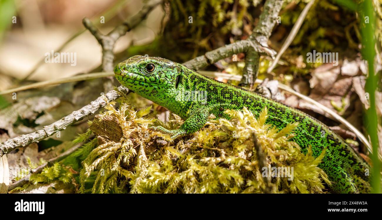 A green lizard, a scaled reptile known as a wall lizard from the ...