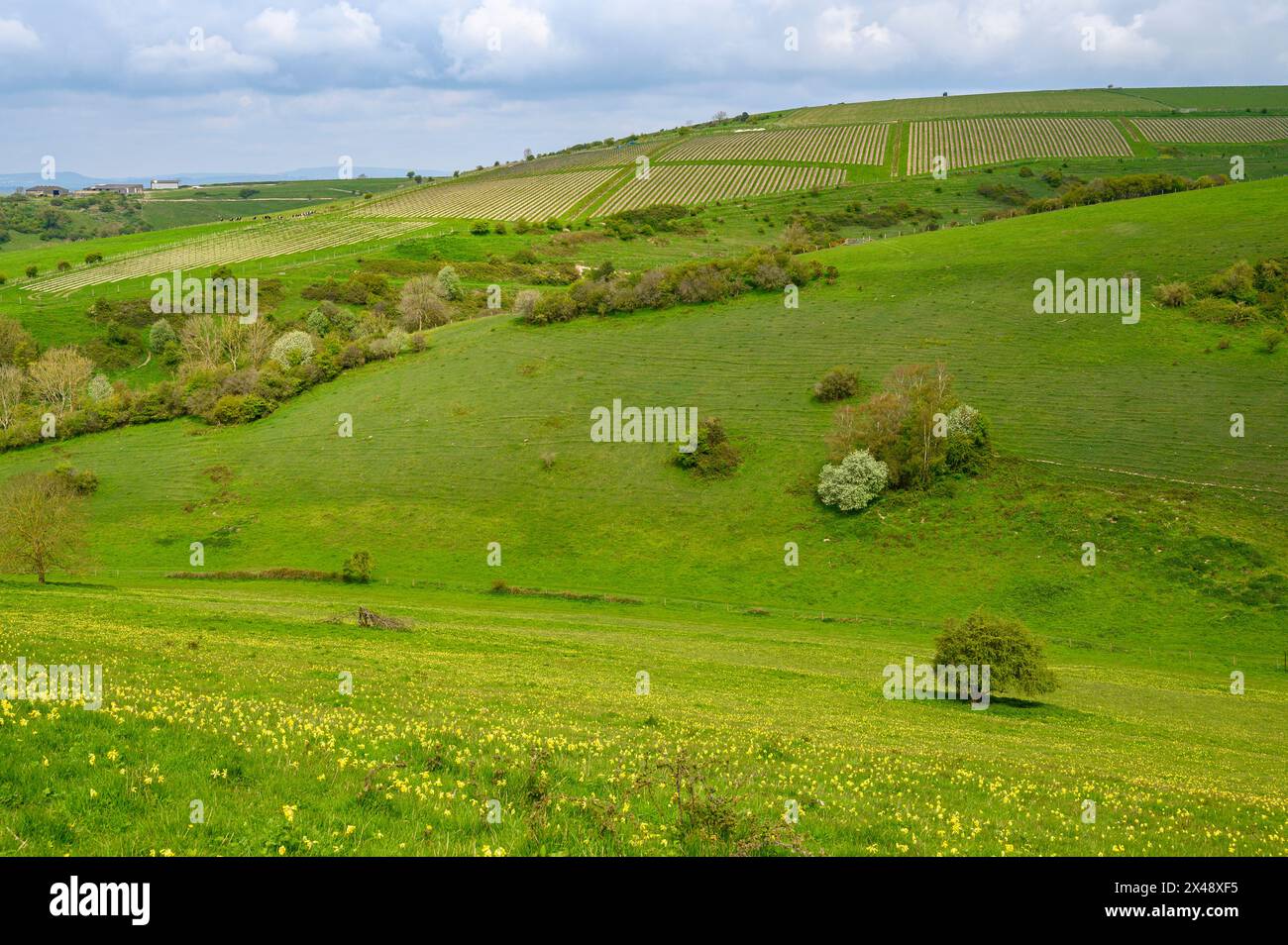 View of a grassland valley with cowslip and hills with fields of ...