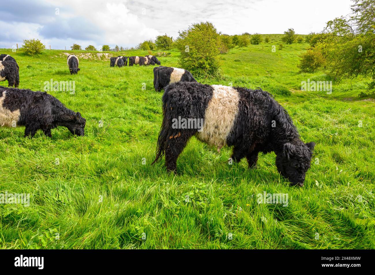 A herd of Belted Galloway cows grazing on a lush, grassy hillside in ...