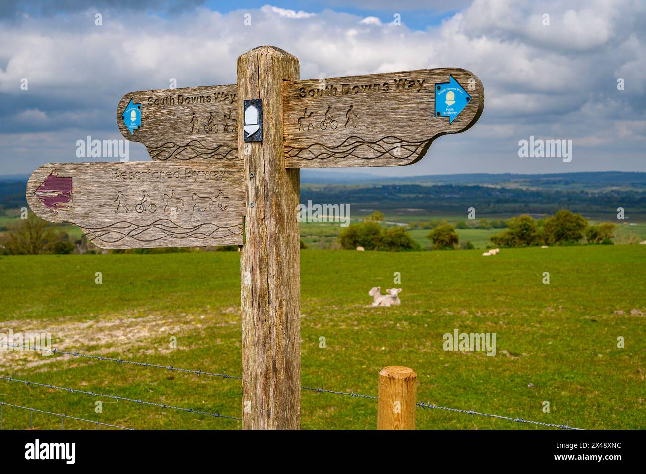 A closeup of a wooden signpost on South Downs Way with sheep with lambs ...