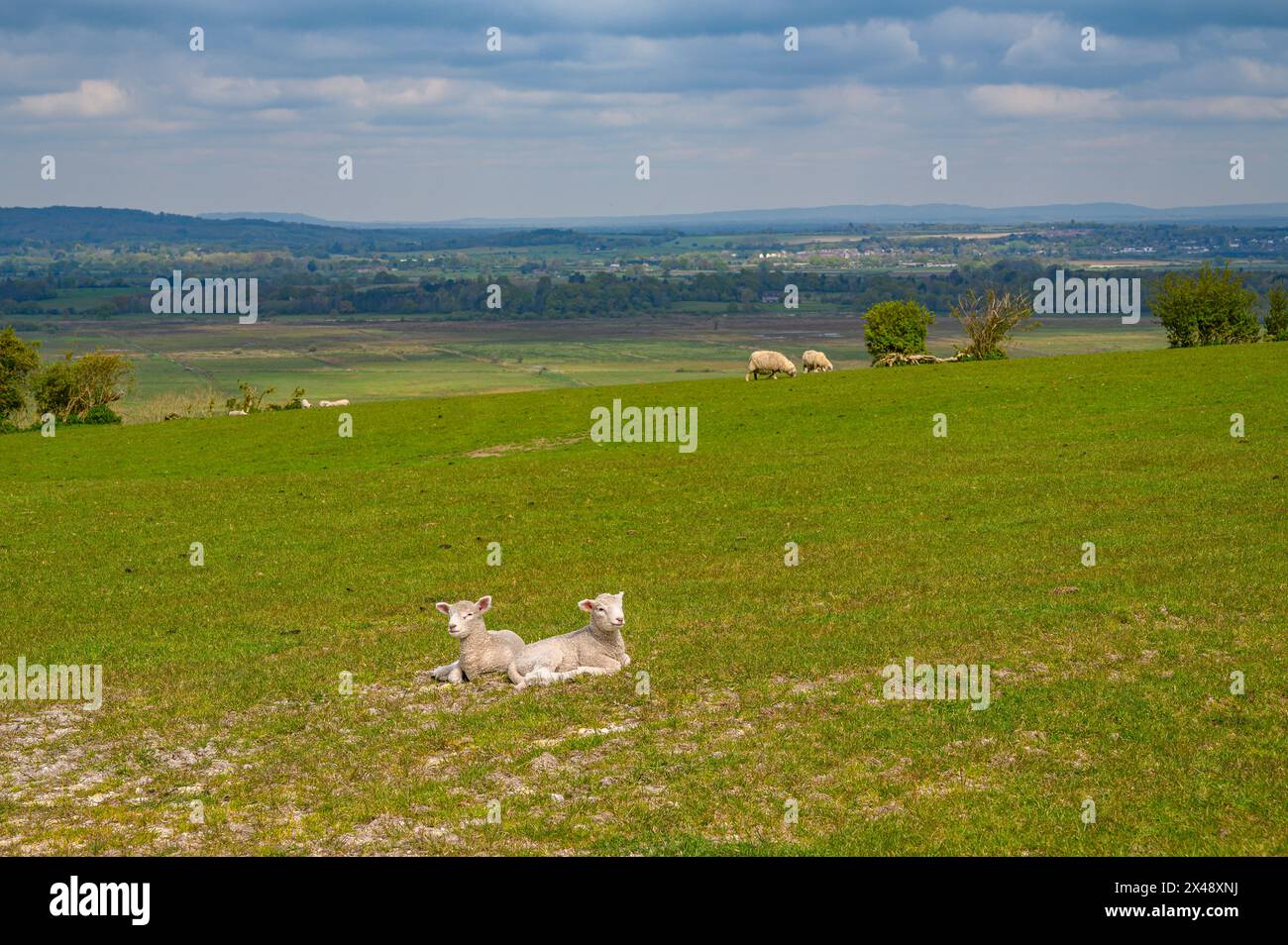 Sheep with lambs on a grassy plain with far-reaching views over West ...