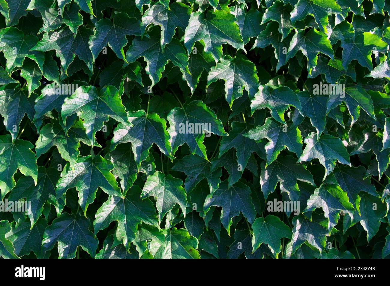 Italy, Sicily, ivy plant (Hedera) on a garden's wall Stock Photo - Alamy