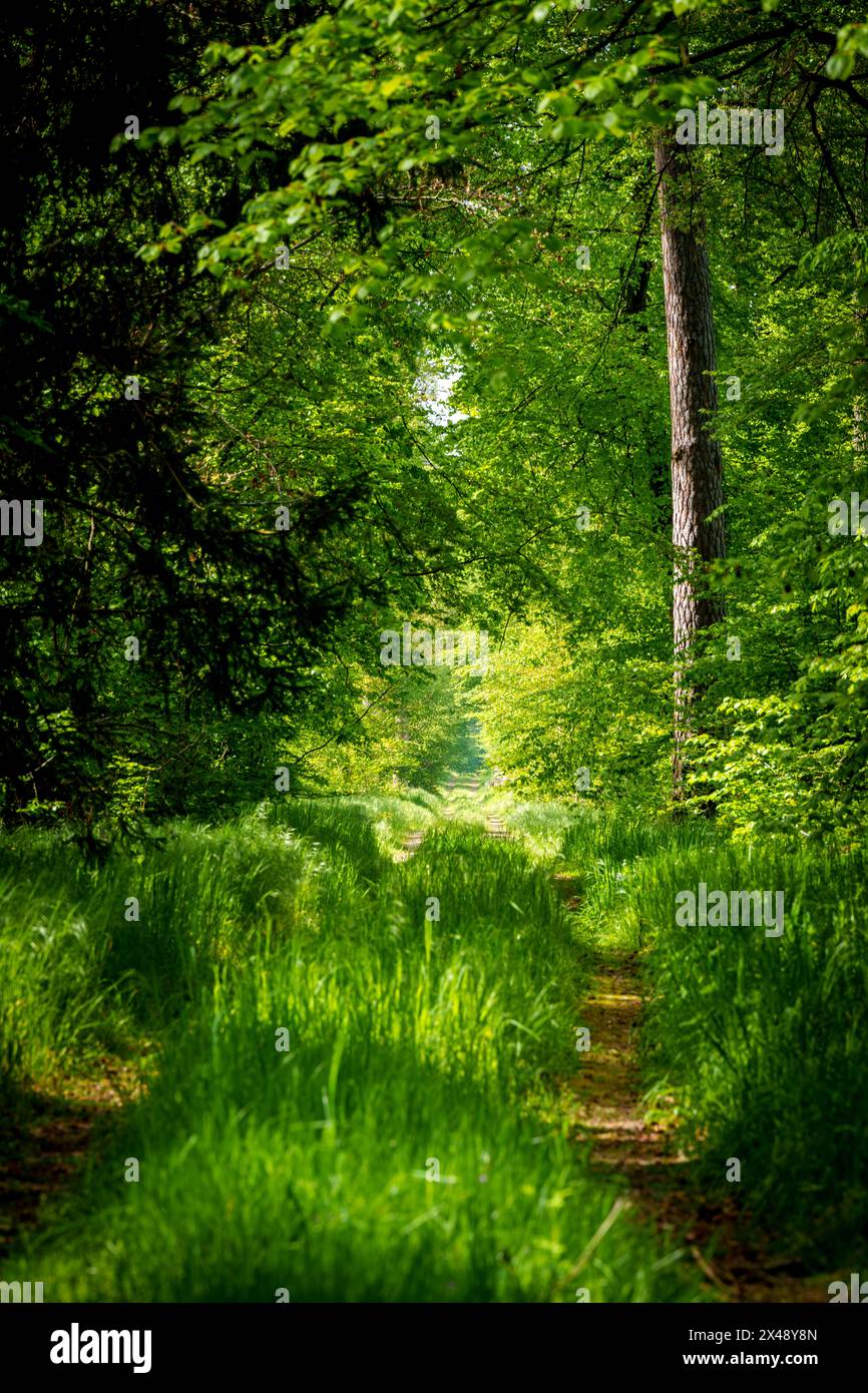 A watercourse meanders through a natural landscape of lush green forest ...