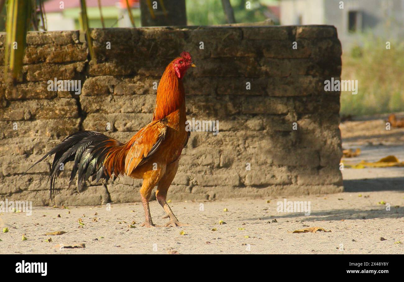 A fighting rooster walking side view Stock Photo - Alamy