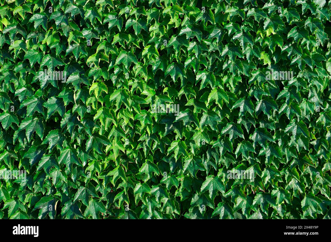 Italy, Sicily, ivy plant (Hedera) on a garden's wall Stock Photo - Alamy