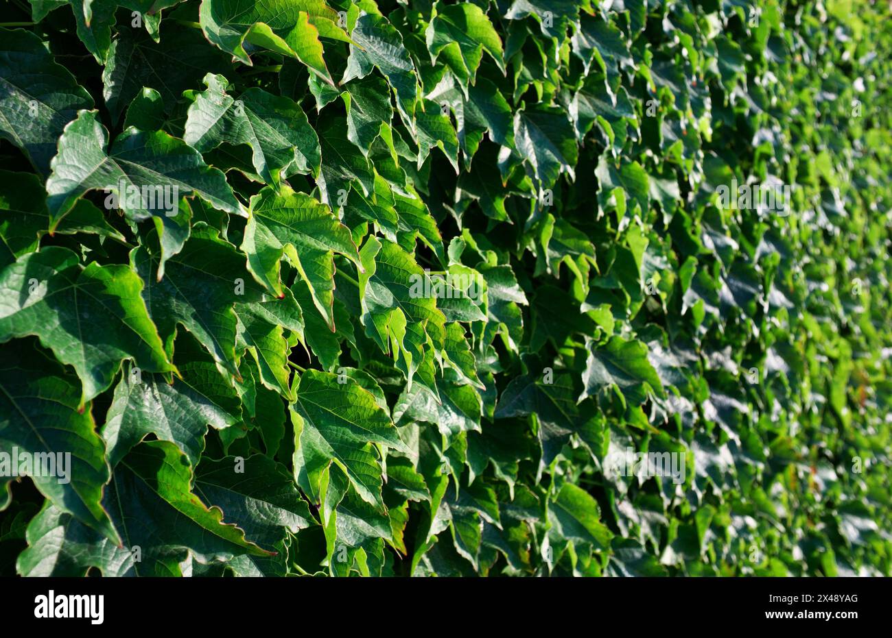 Italy, Sicily, ivy plant (Hedera) on a garden's wall Stock Photo - Alamy