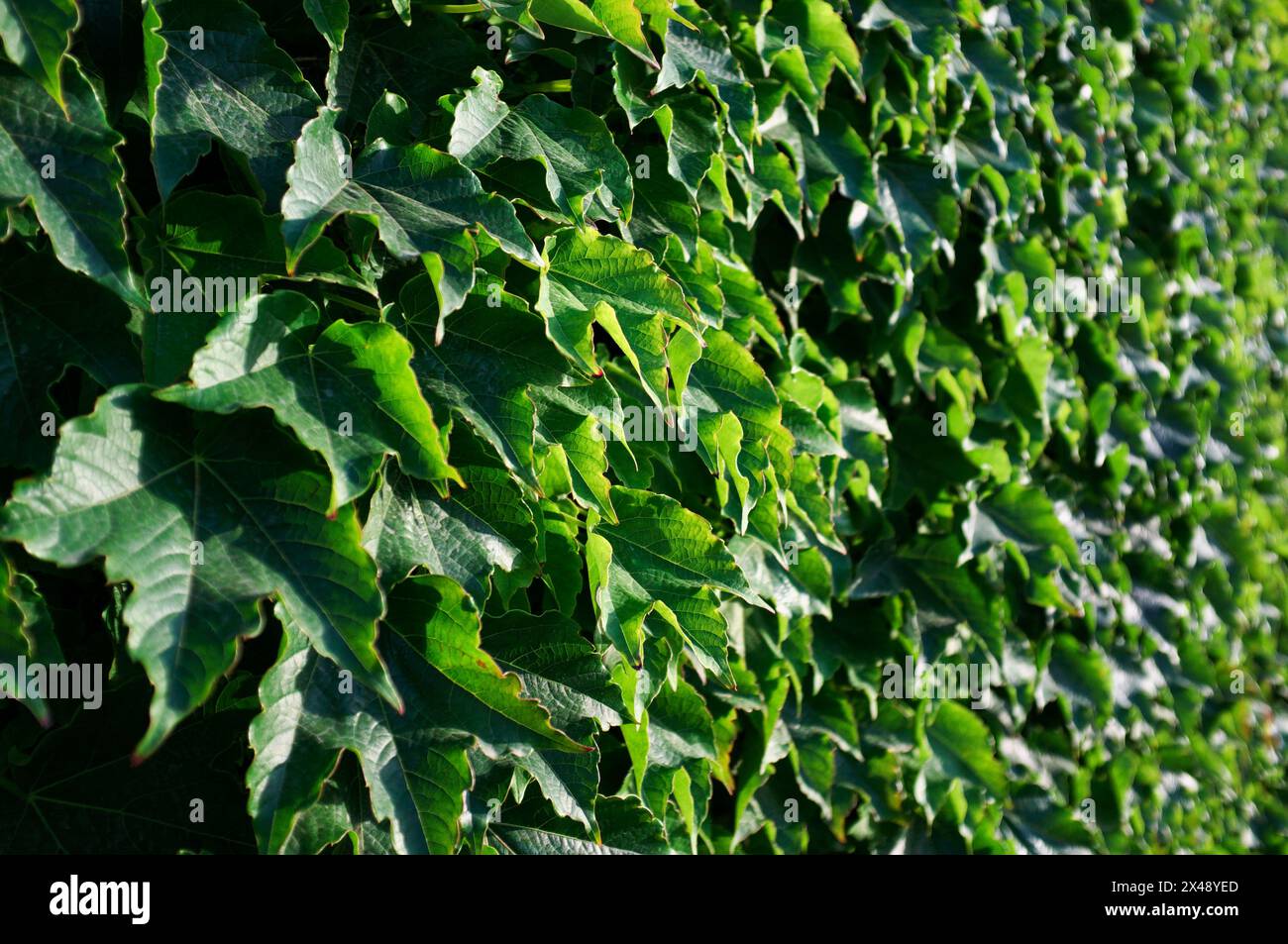 Italy, Sicily, ivy plant (Hedera) on a garden's wall Stock Photo - Alamy