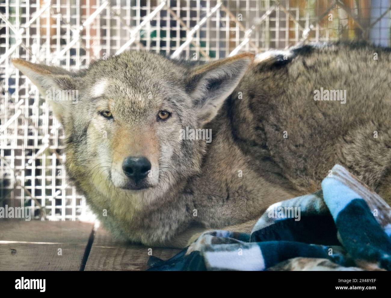 1/29/24, Naples, Florida, United States Wolf on display at the Shy Wolf ...
